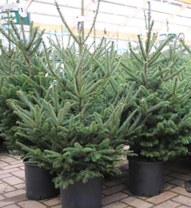 Les sapins de Noel naturels - Noël chez Famiflora - Famiflora ouvert 7/7