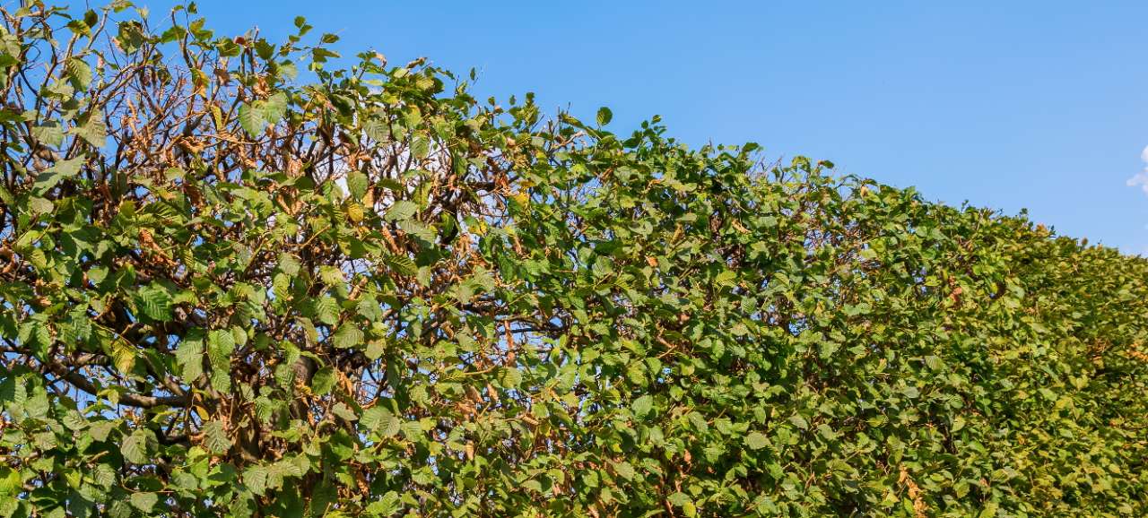 Plantes de haies - Famiflora ouvert 7/7