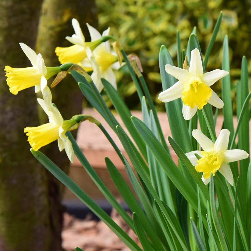 Plantes de Jardin - Famiflora | Le plus grand centre de jardinage de ...