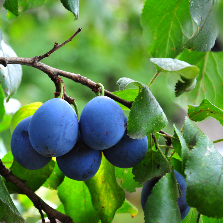 Fruitbomen - Tuintips - Famiflora: tuin, deco en dier. Alle dagen open