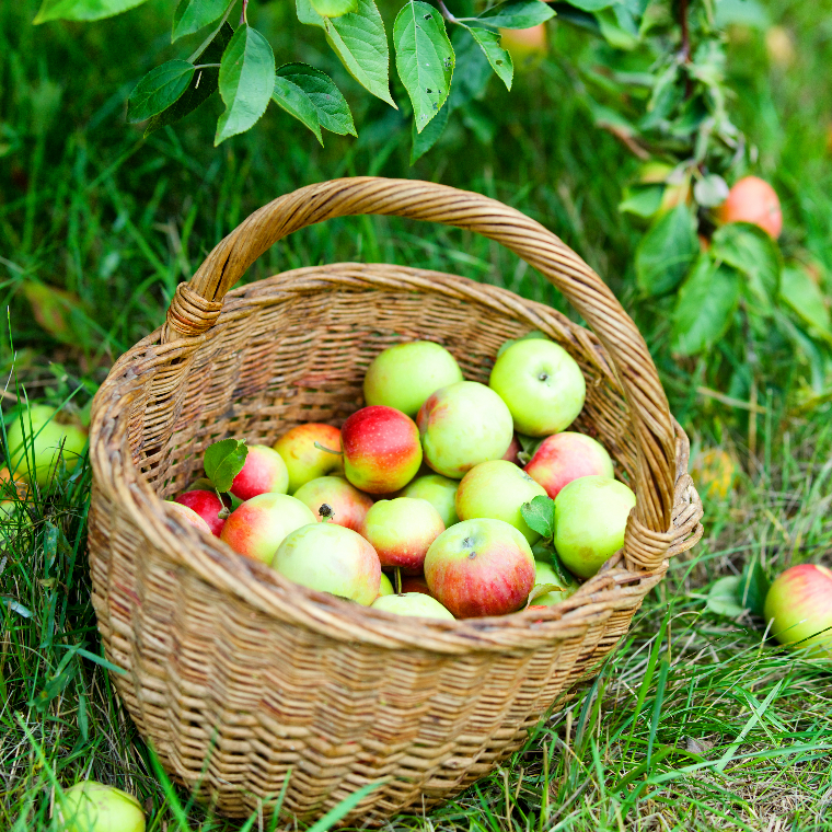 Fruitbomen - Tuintips - Famiflora: tuin, deco en dier. Alle dagen open
