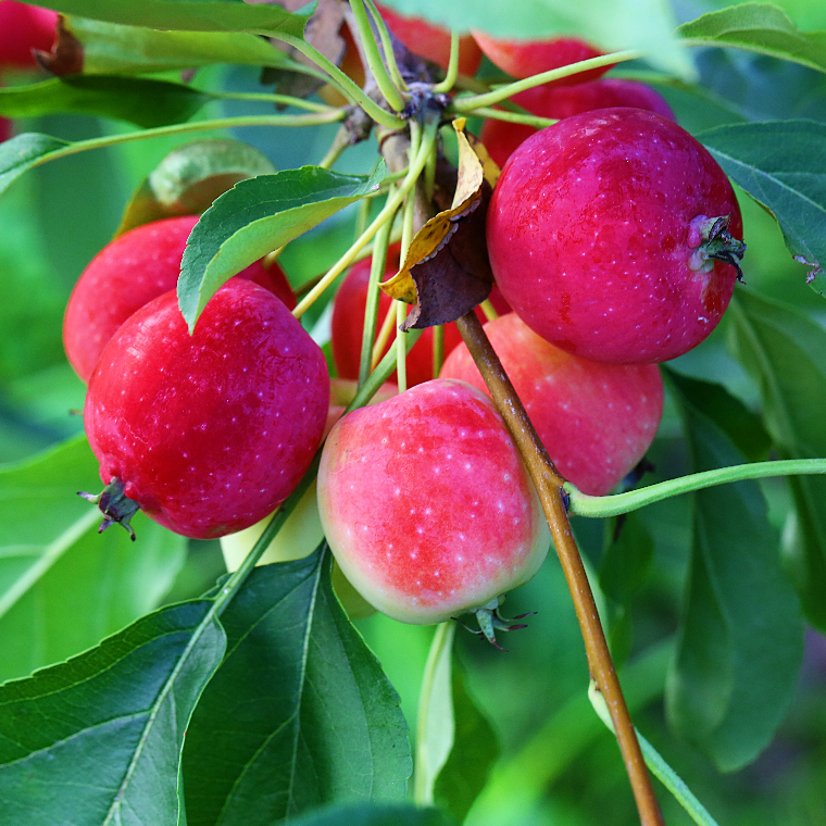 Fruitbomen - Tuintips - Famiflora: tuin, deco en dier. Alle dagen open