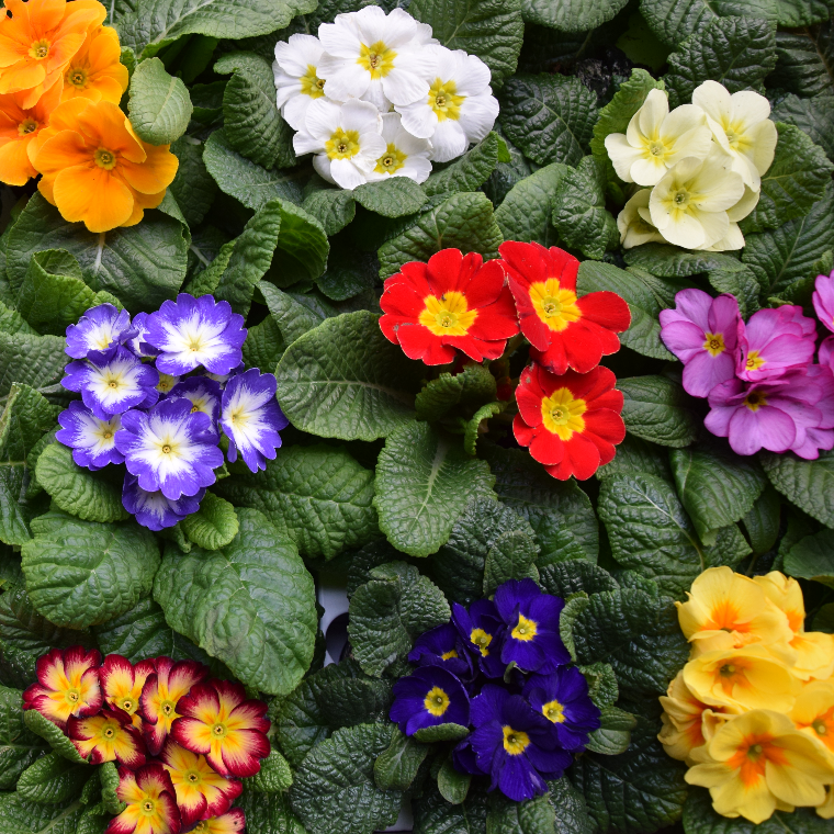 Vaste planten - Tuintips - Famiflora