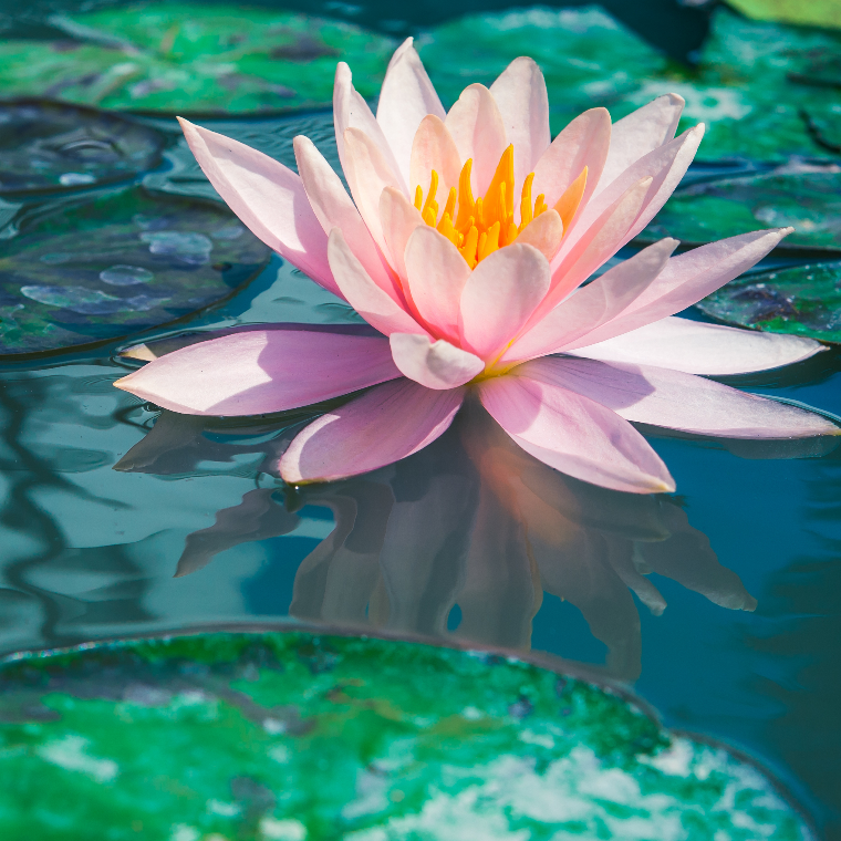 Waterplanten - Tuintips - Famiflora | Het grootste tuincentrum van België