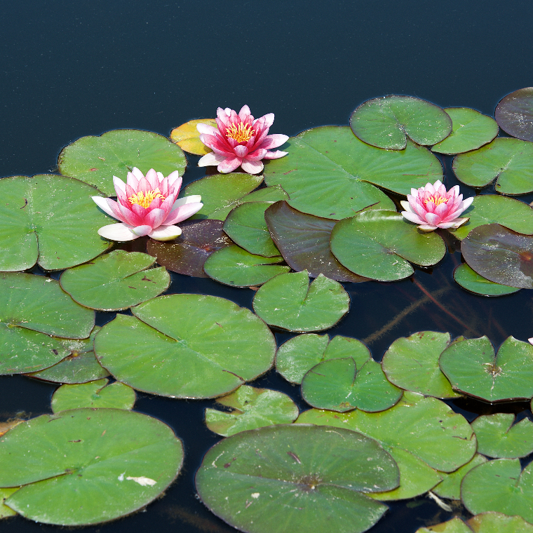 Waterplanten - Tuintips - Famiflora | Het grootste tuincentrum van België