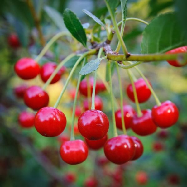 Fruitbomen - Tuintips - Famiflora: tuin, deco en dier. Alle dagen open