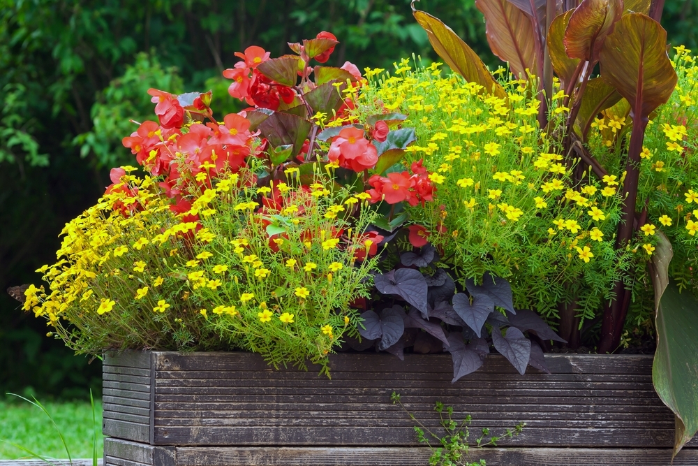 Bacs à fleurs pleins de couleurs d'automne - Famiflora ouvert 7/7