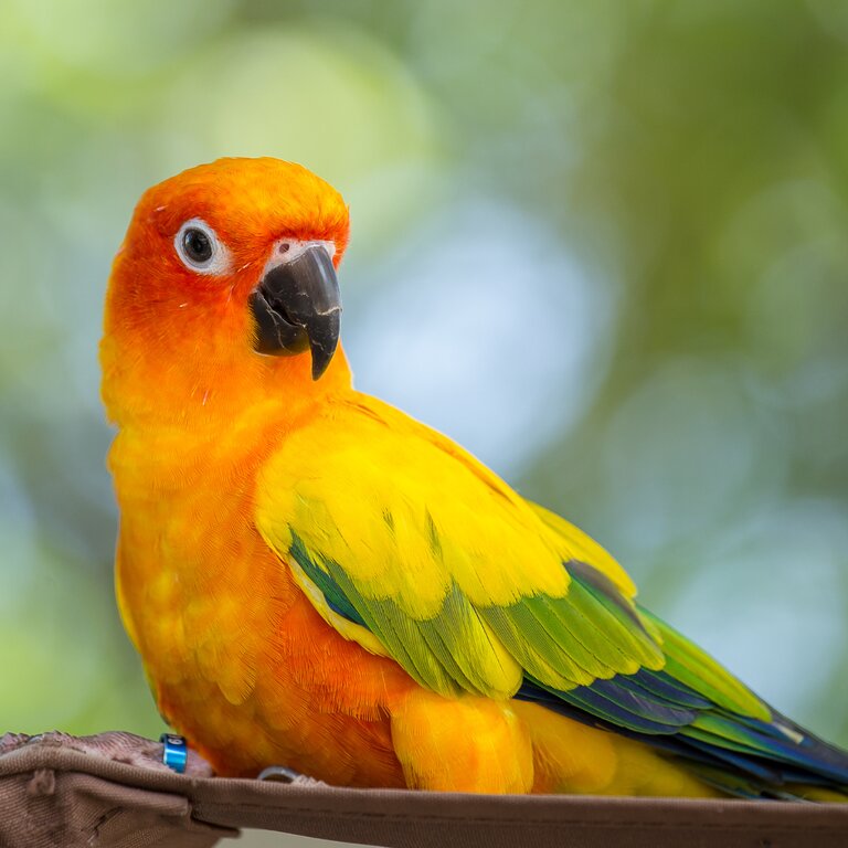 Conseils sur les perroquets - Famiflora ouvert 7/7