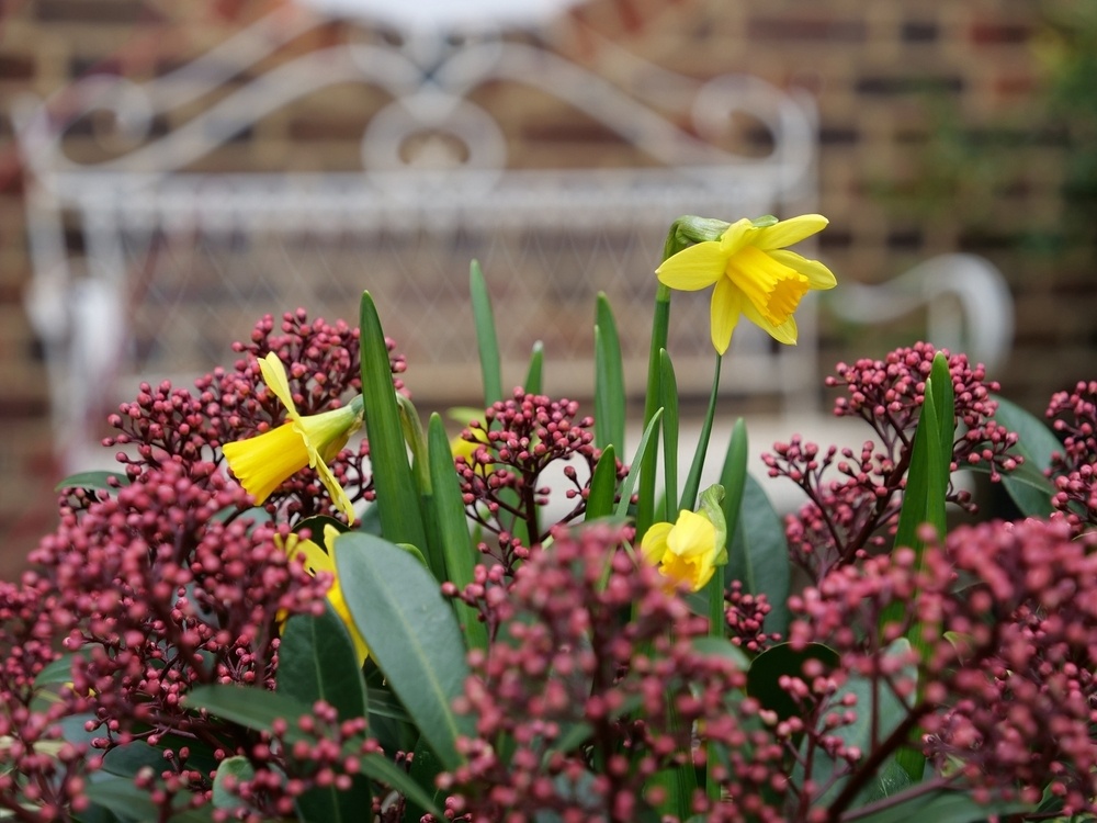 Huis- en tuintips voor januari - Famiflora: tuin, deco en dier. Alle ...