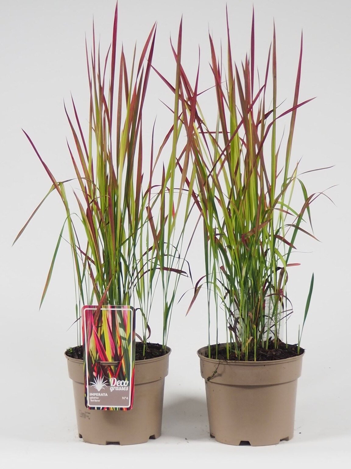 Imperata cylindrica 'Red Baron' C3L - Famiflora: tuin, deco en dier. Alle dagen open