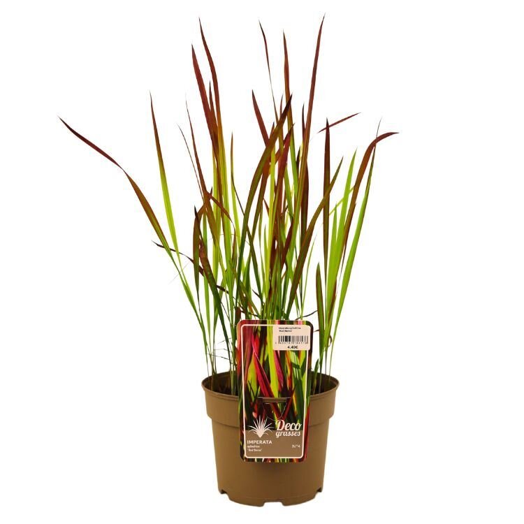 Imperata cylindrica 'Red Baron' C3L - Famiflora: tuin, deco en dier. Alle dagen open