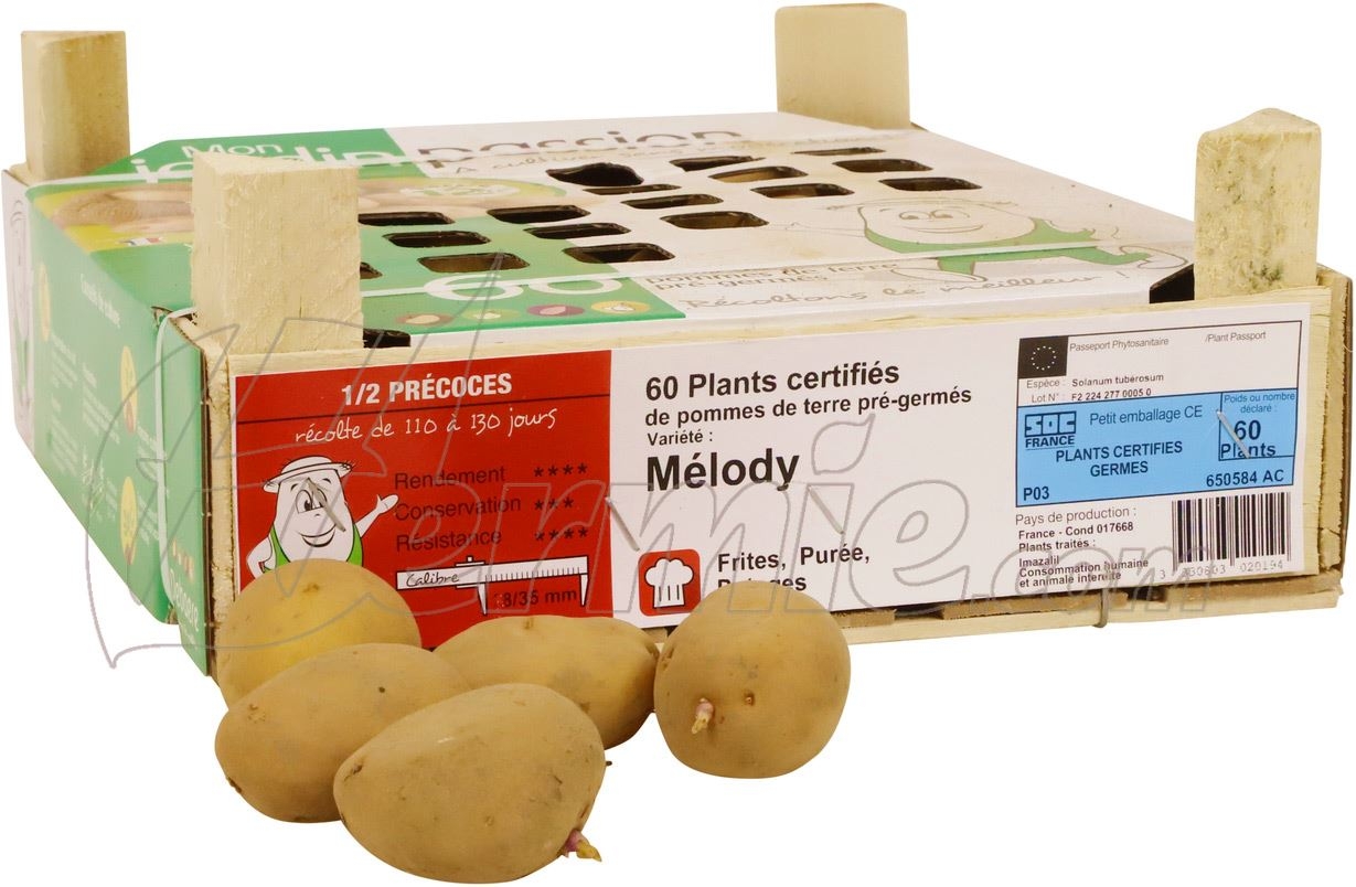 pomme de terre Mélody bac 60 pcs - 28/35 (France) - Famiflora ouvert 7/7